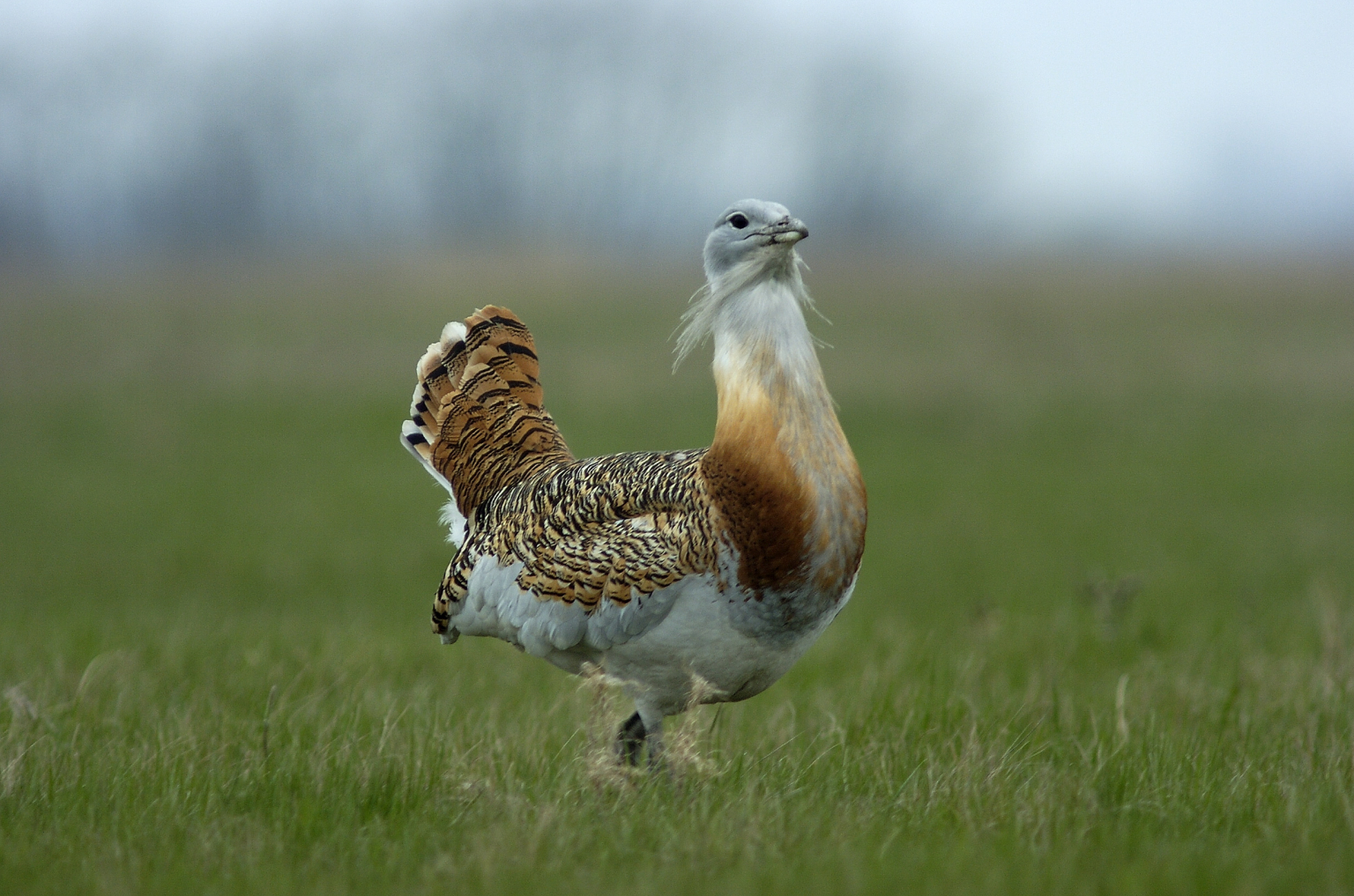 What is a Great Bustard? - Great Bustard Group